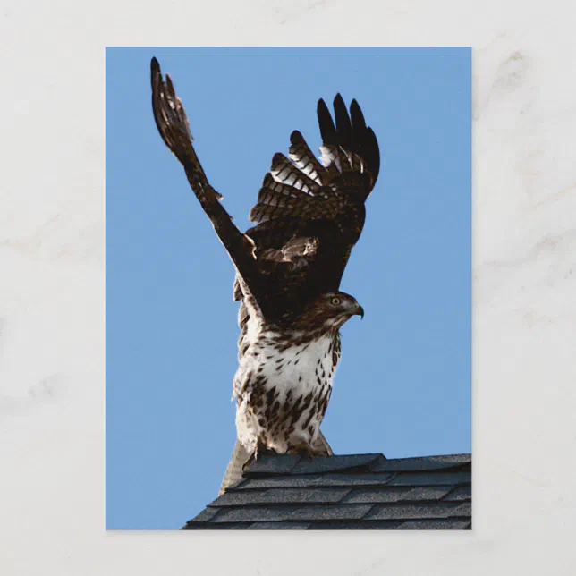 Red-Tailed Hawk Raised Wings Wildlife Photo Postcard | Zazzle
