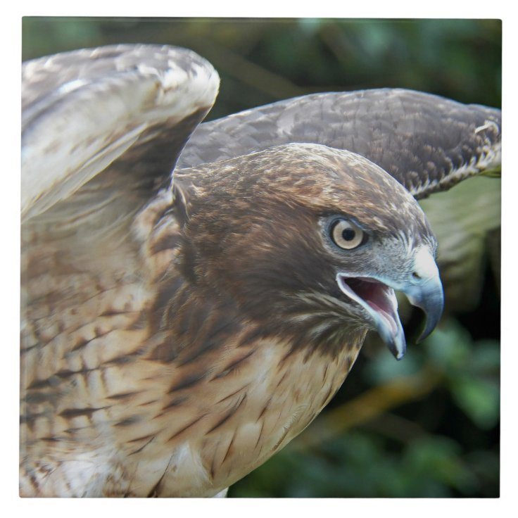 Red-tailed Hawk Raptor Photo Ceramic Tile | Zazzle