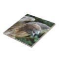 Red-tailed Hawk Raptor Photo Ceramic Tile | Zazzle