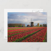 Red tulips and windmill postcard | Zazzle