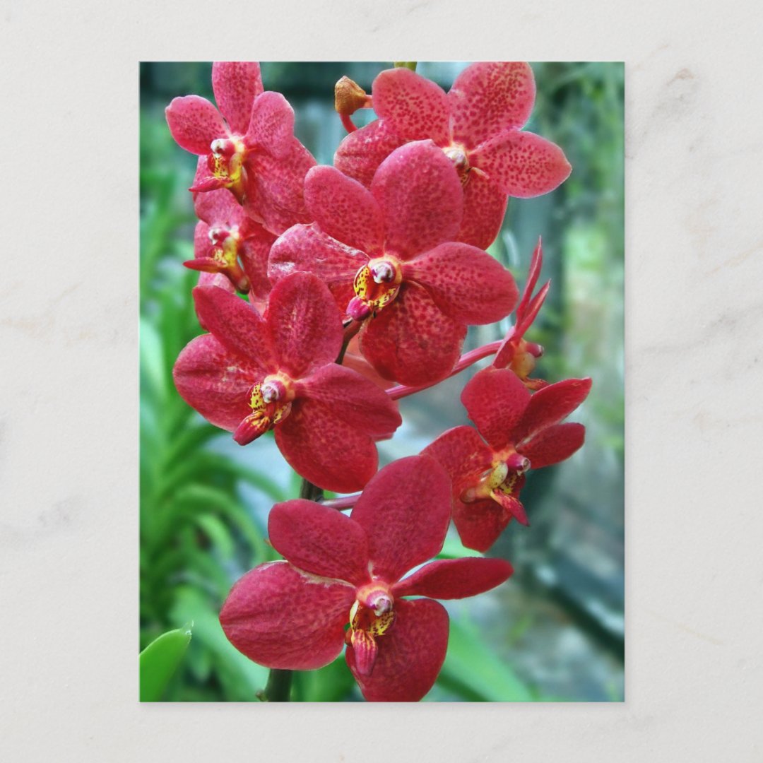Red vanda orchids postcard | Zazzle