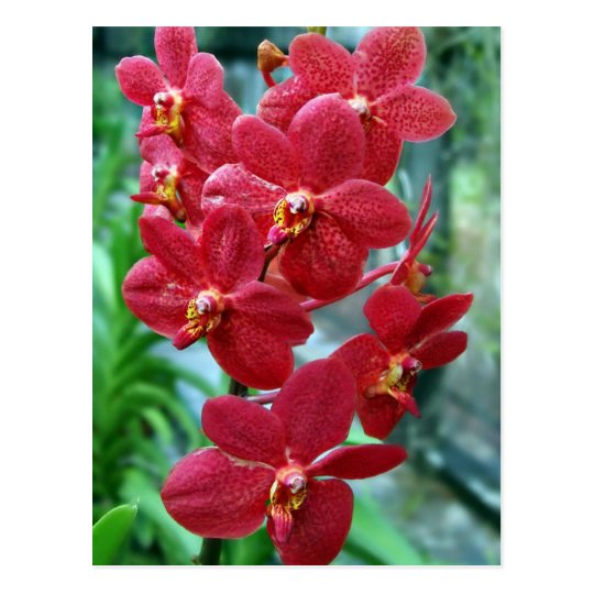 Red vanda orchids postcard | Zazzle.com