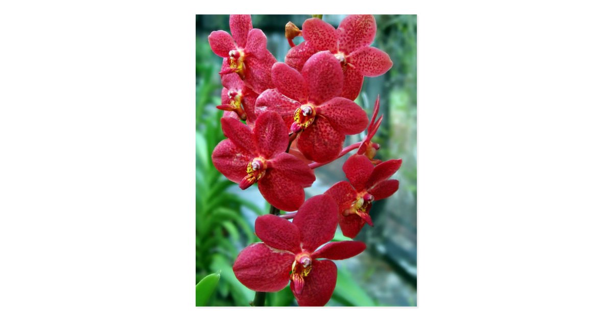 Red vanda orchids postcard | Zazzle.com