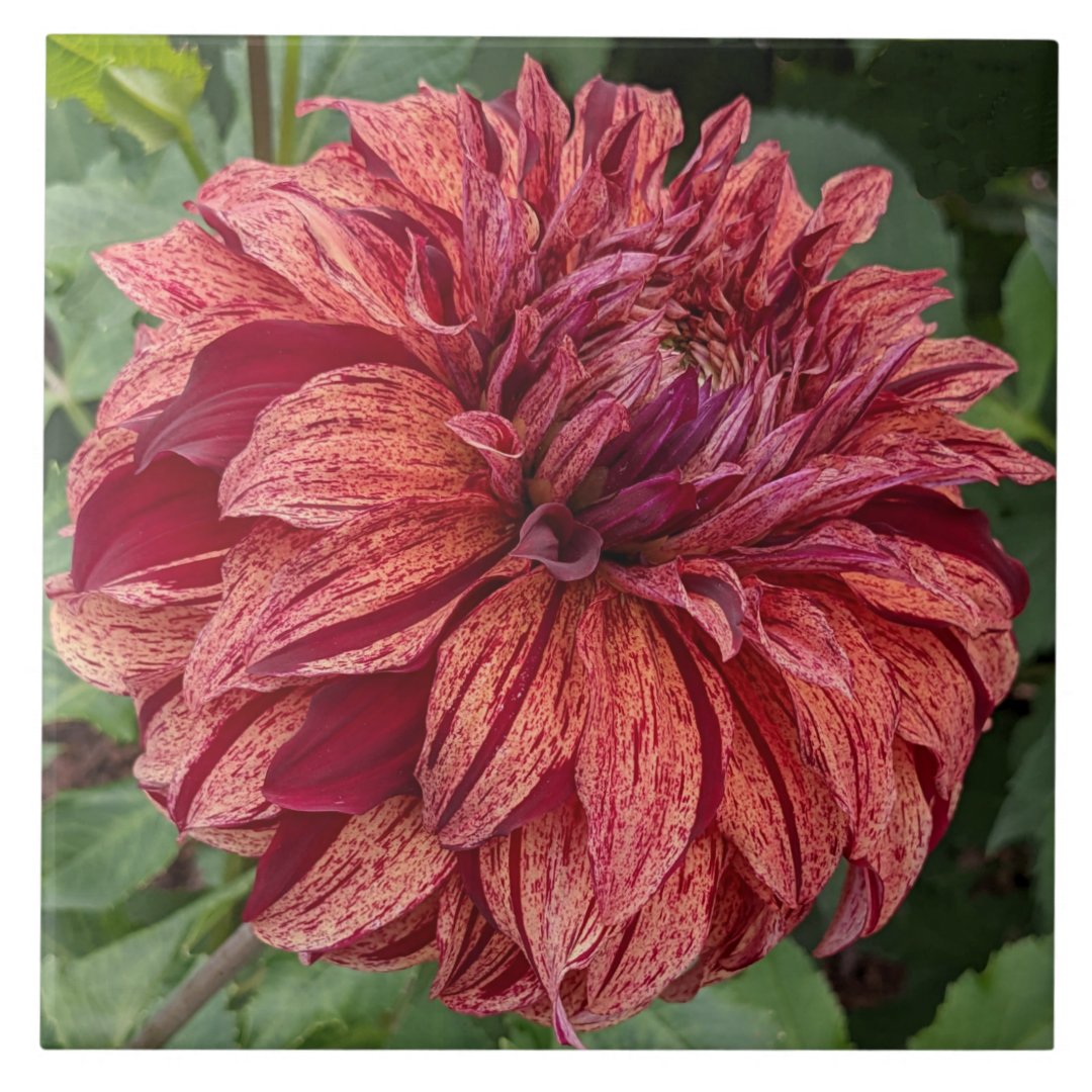 Red Variegated Dahlia Bloom Floral Ceramic Tile | Zazzle