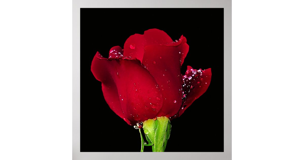 Red Wedding Rose Poster | Zazzle