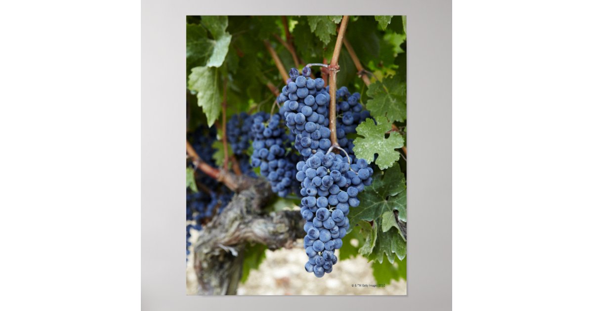 Red wine grapes on the vine poster | Zazzle