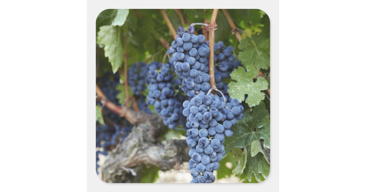 Red wine grapes on the vine square sticker | Zazzle