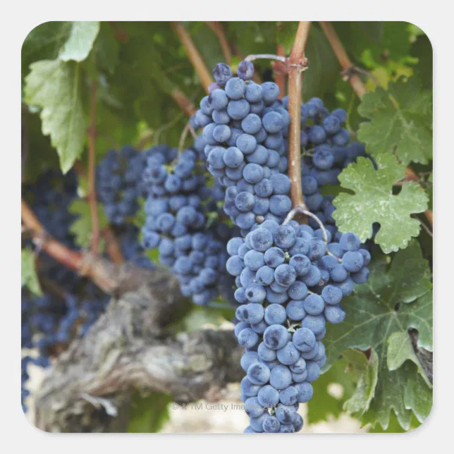 Red wine grapes on the vine square sticker | Zazzle
