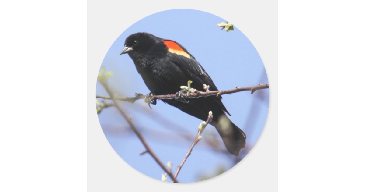 Red-winged Blackbird Classic Round Sticker | Zazzle