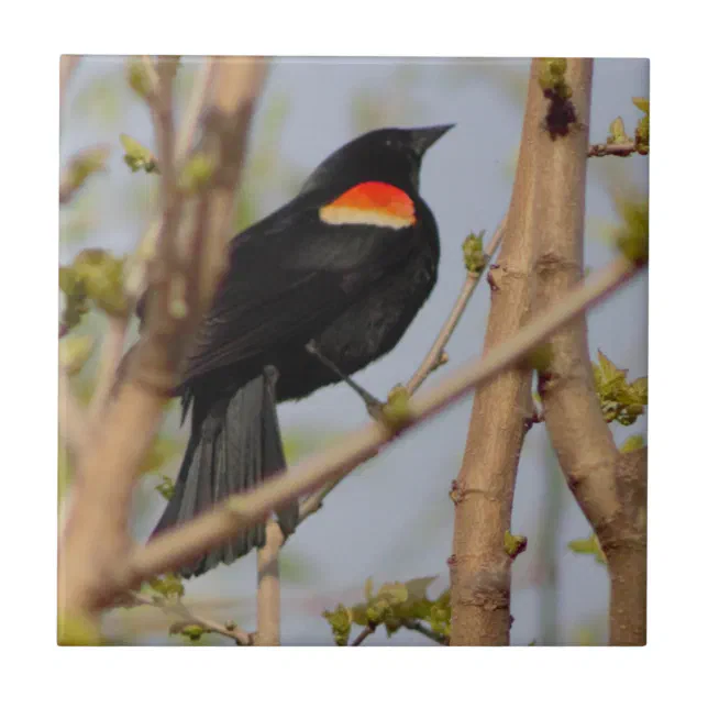 Red-winged Blackbird Tile | Zazzle