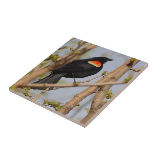 Red-winged Blackbird Tile | Zazzle