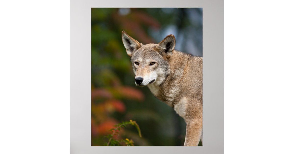 Red Wolf Poster | Zazzle