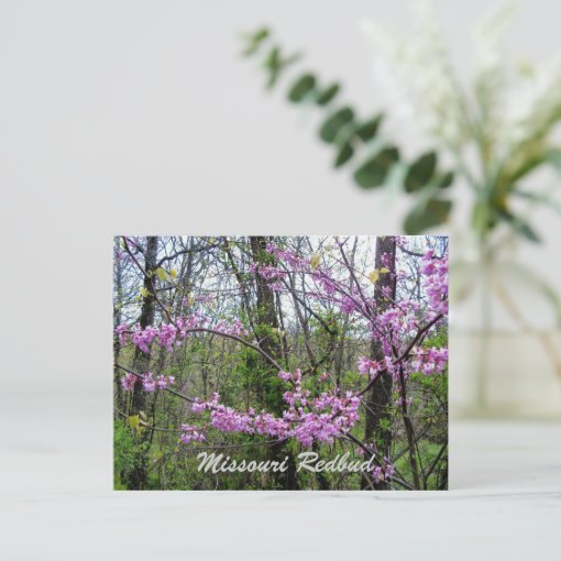 Redbud Missouri Postcard | Zazzle