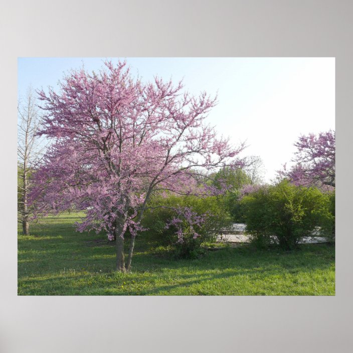 Redbud Tree - El Dorado Lake Kansas Poster | Zazzle