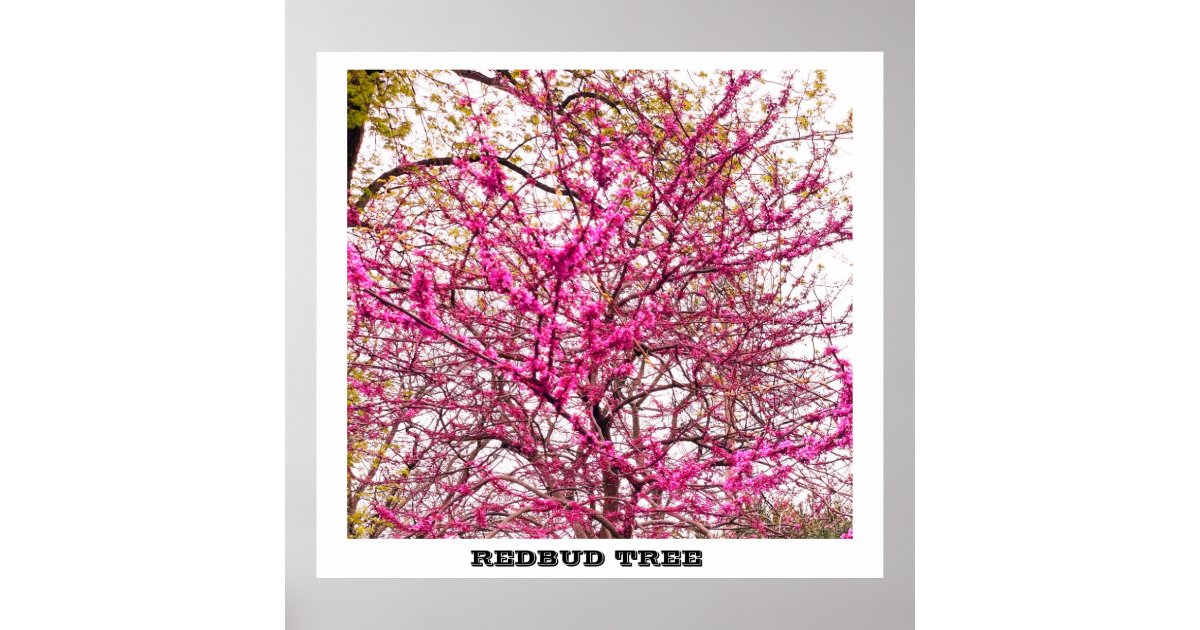 REDBUD TREE POSTER | Zazzle