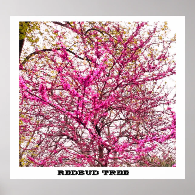 REDBUD TREE POSTER | Zazzle