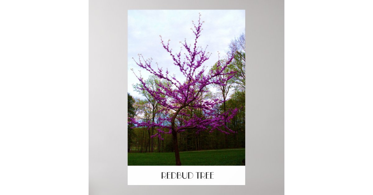 REDBUD TREE poster | Zazzle