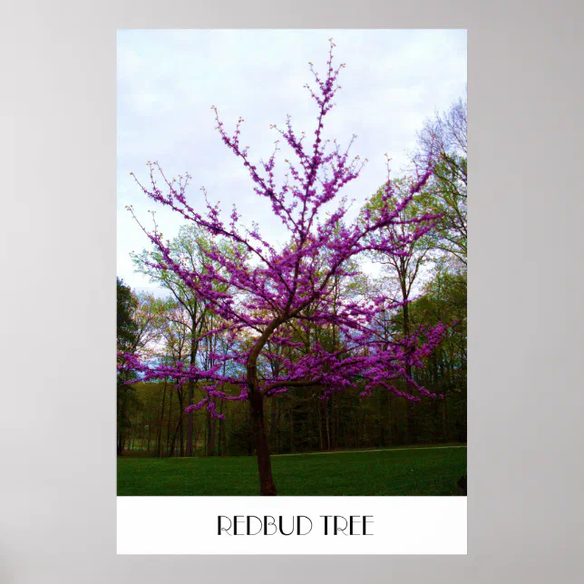 REDBUD TREE poster | Zazzle