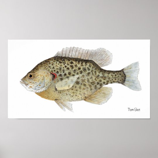 Redear Sunfish Art Poster | Zazzle.com