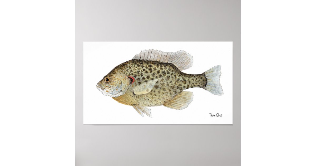 Redear Sunfish Art Poster | Zazzle