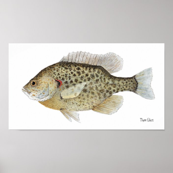 Redear Sunfish Art Poster | Zazzle.com