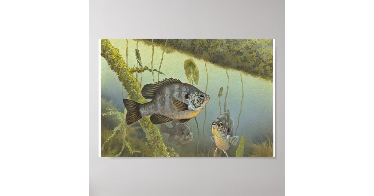 Redear Sunfish Poster | Zazzle