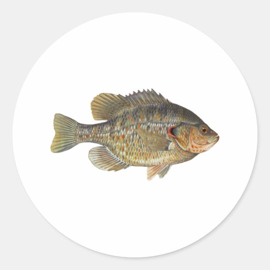 Redear Sunfish - Shellcracker Classic Round Sticker | Zazzle.com
