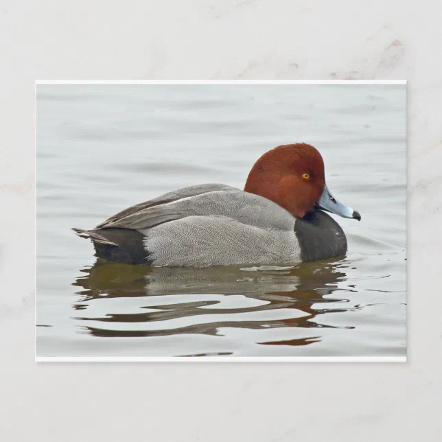Redhead Duck Drake Postcard | Zazzle
