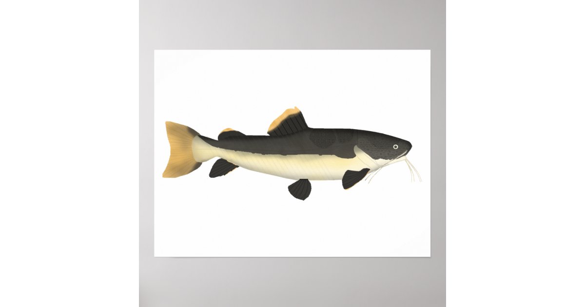 Redtail Catfish Poster | Zazzle