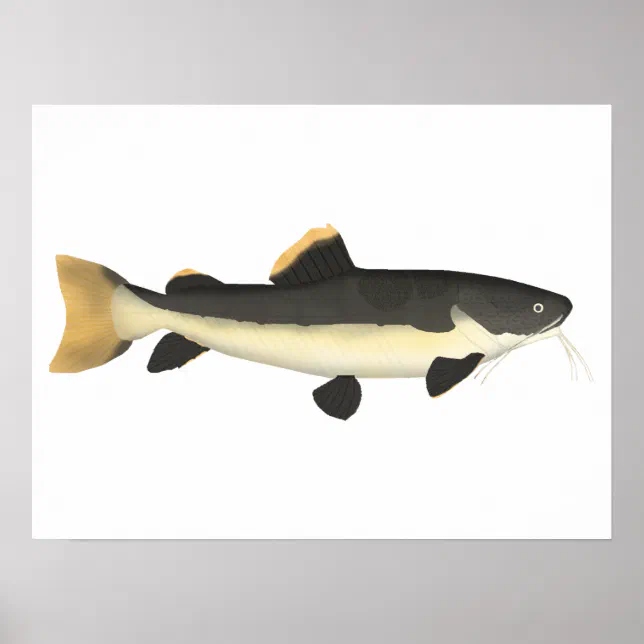 Redtail Catfish Poster | Zazzle