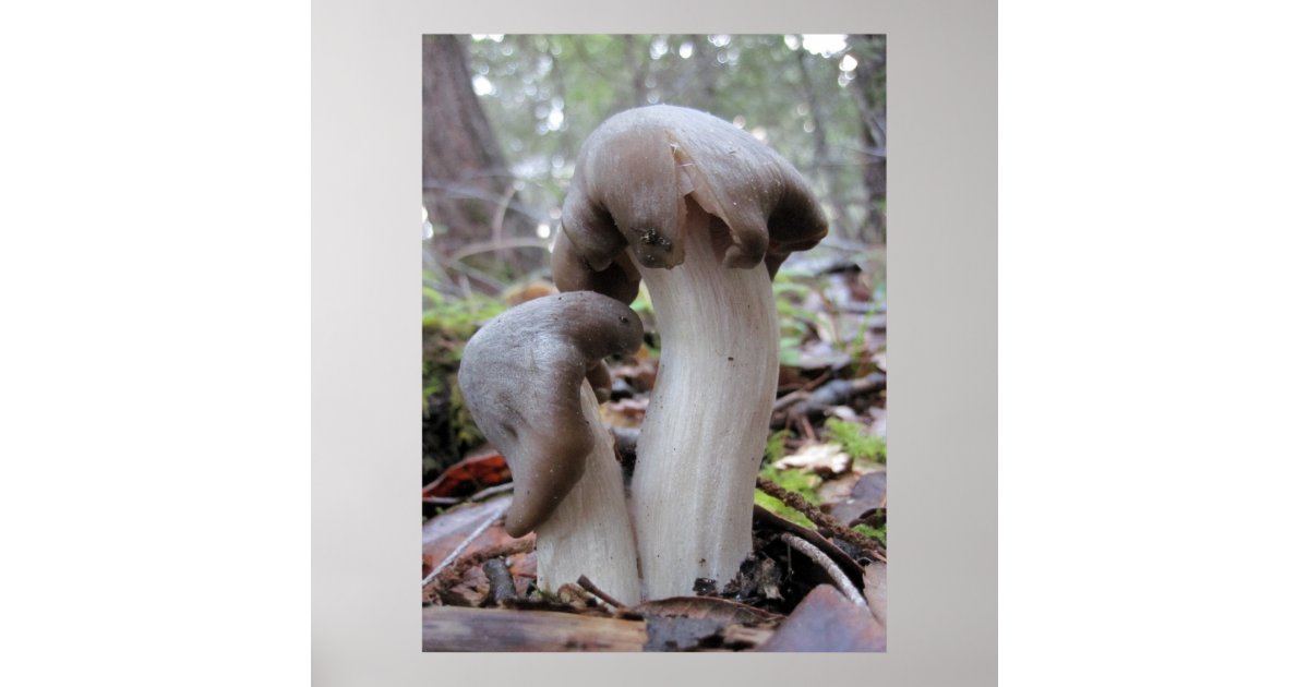 Redwood Forest Fungi Poster | Zazzle