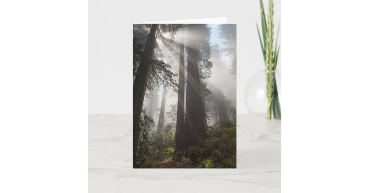 Redwood National Park California Card | Zazzle