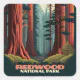 Redwood National Park California Trees Square Sticker | Zazzle