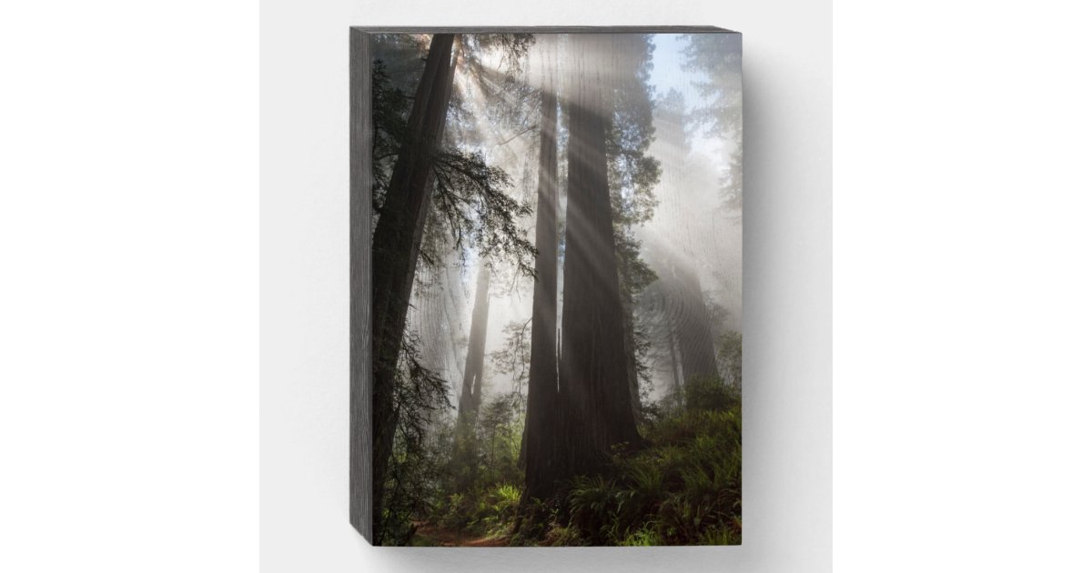 Redwood National Park California Wooden Box Sign | Zazzle