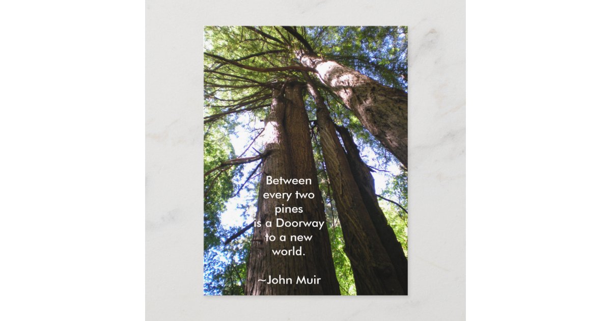 Redwood Trees Muir Quote Postcard | Zazzle