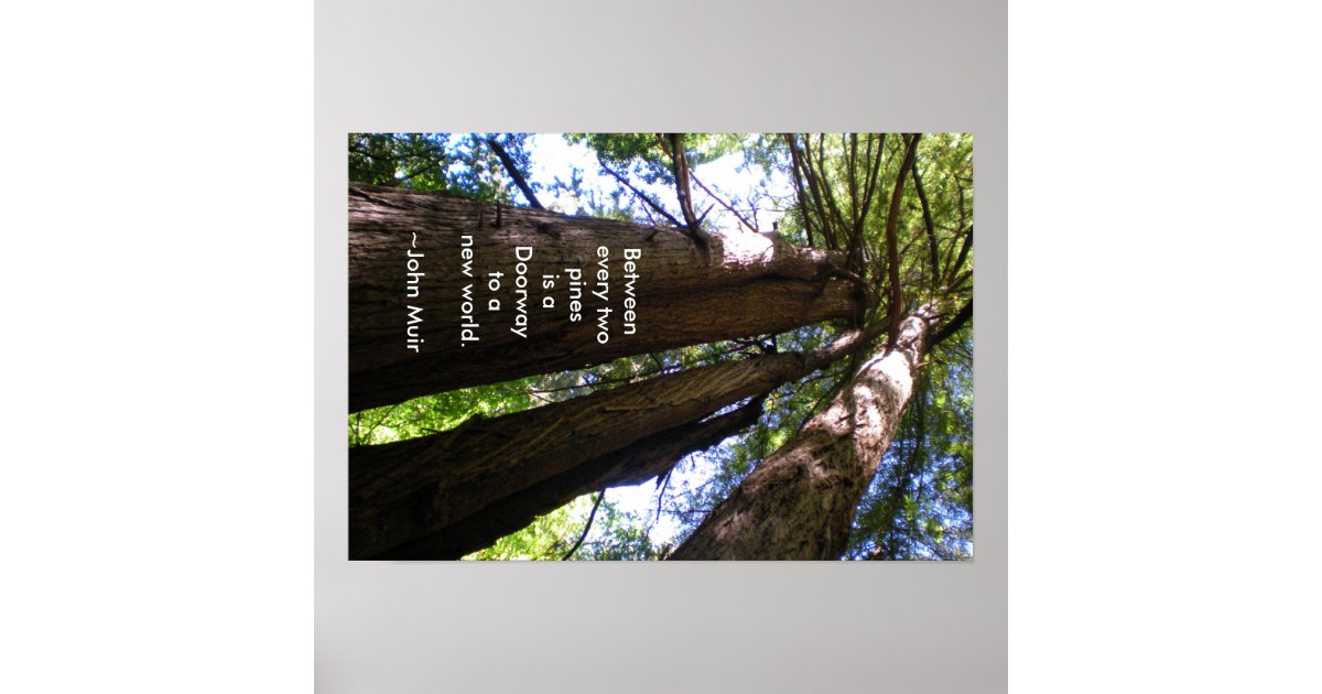 Redwood Trees Muir Quote Poster | Zazzle