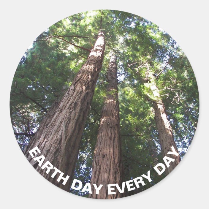 Redwood Trees Photo Earth Day Classic Round Sticker | Zazzle.com
