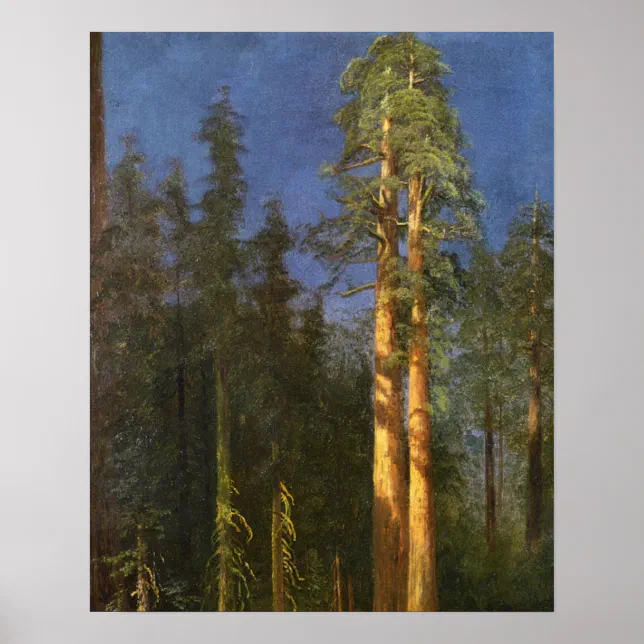 Redwood Trees Poster | Zazzle