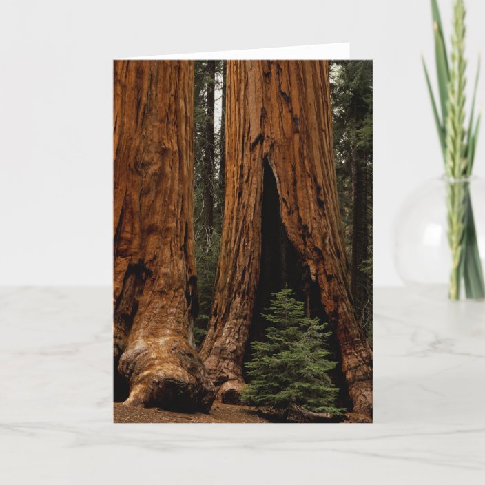Redwood Trees, Sequoia National Park. Card | Zazzle.com