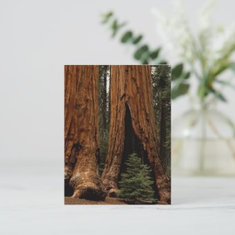 Redwood Trees, Sequoia National Park. Postcard | Zazzle