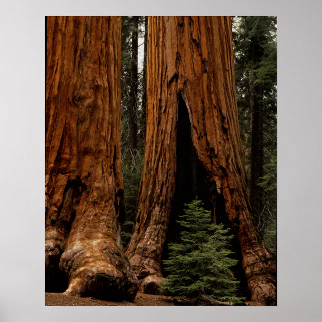 Redwood Trees, Sequoia National Park. Poster | Zazzle