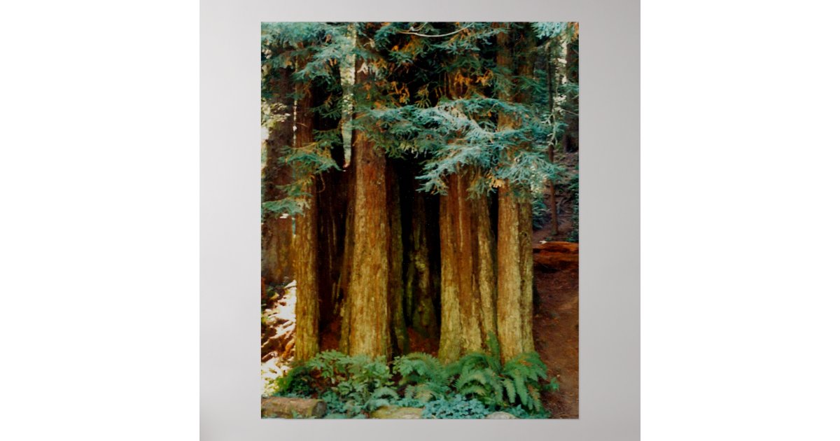 Redwoods Poster | Zazzle