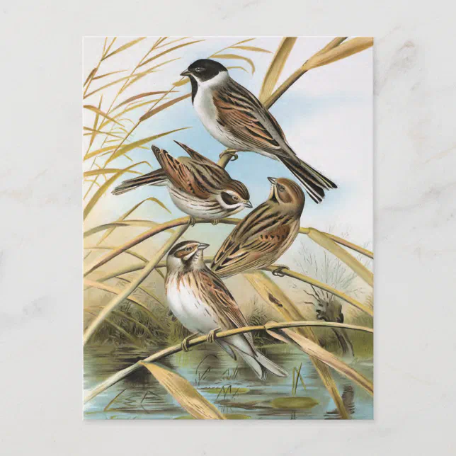Reed Buntings Vintage Bird Illustration Postcard | Zazzle