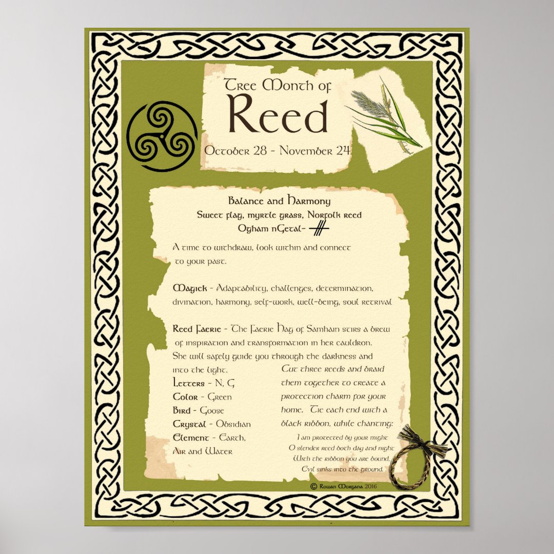 REED CELTIC SACRED TREE POSTER | Zazzle