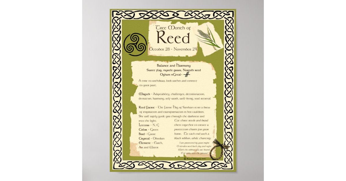 REED CELTIC SACRED TREE POSTER | Zazzle