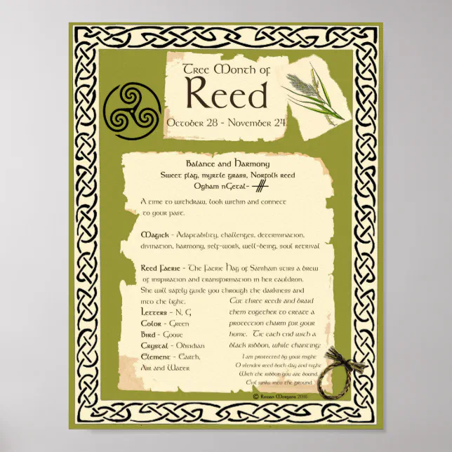 REED CELTIC SACRED TREE POSTER | Zazzle