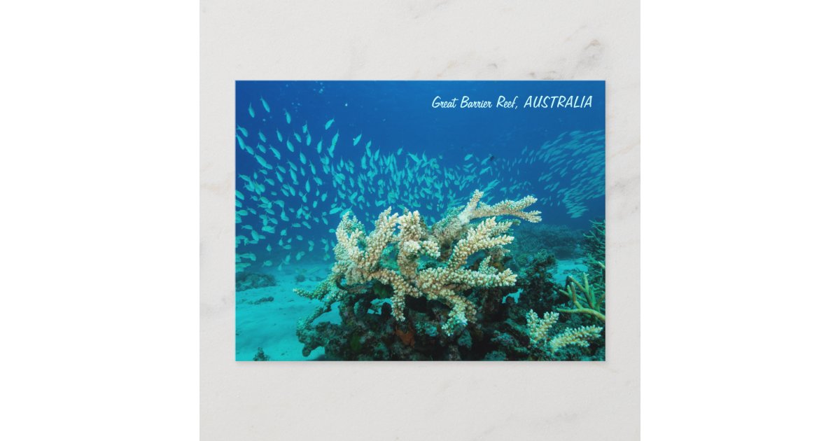 Reef Postcard | Zazzle