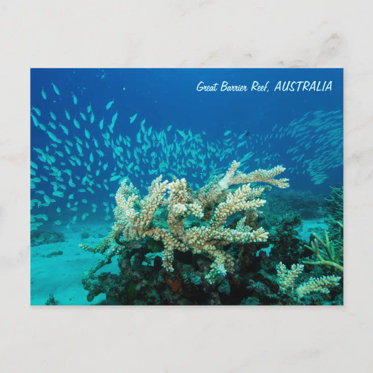 Reef Postcard | Zazzle
