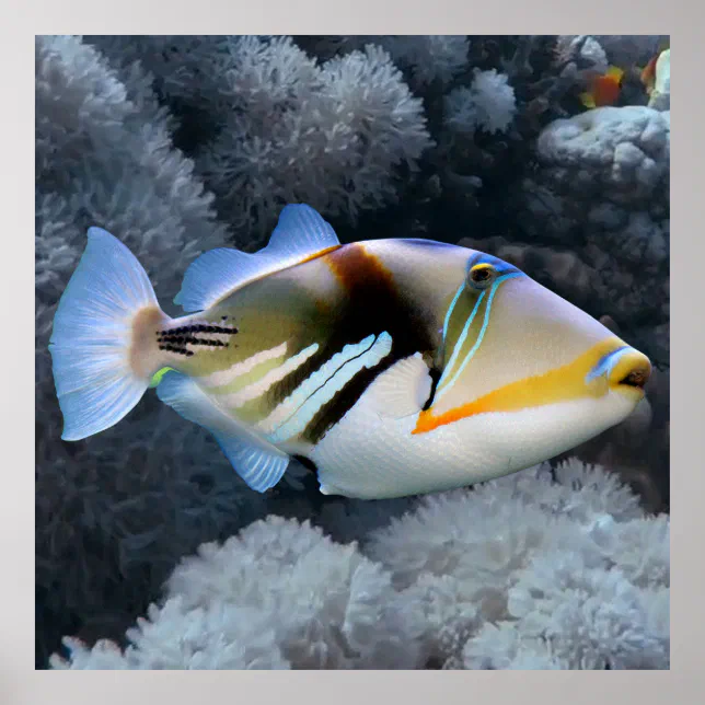 Reef Triggerfish Poster | Zazzle