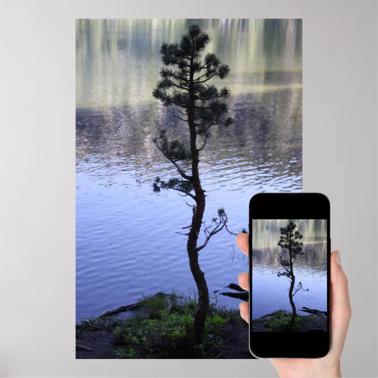 Reflections- Tree Poster | Zazzle